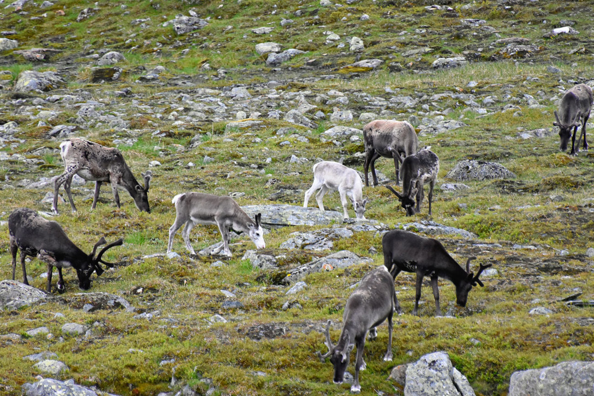 Glad sommar önskar RenögaBloggen! - SVA