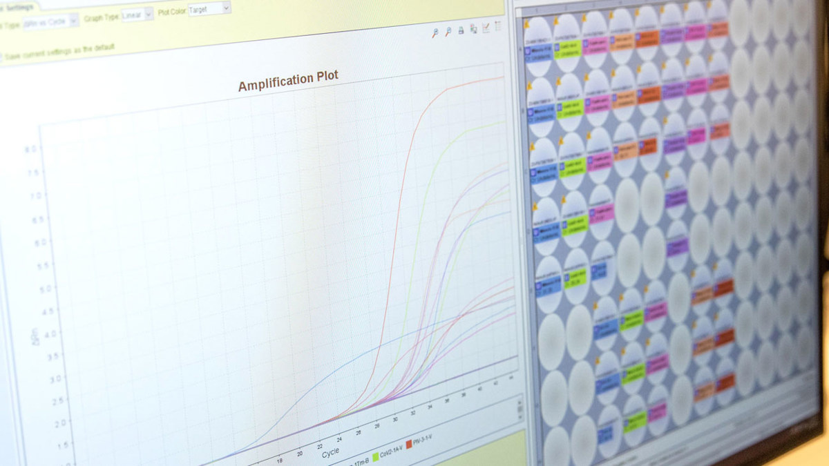 Analys med PCR-metod - SVA
