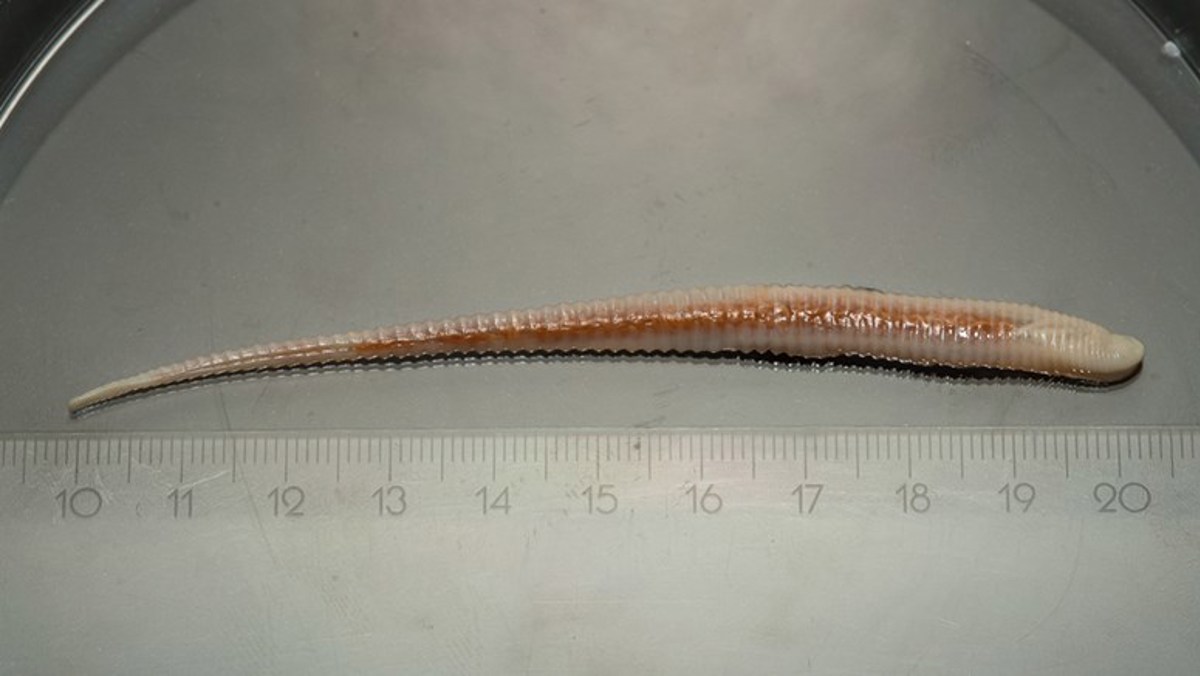 Tungmask hittad hos importerad hund - SVA