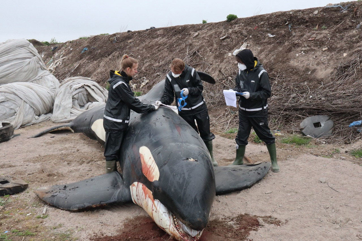 Strandad späckhuggare undersöks av SVA - SVA