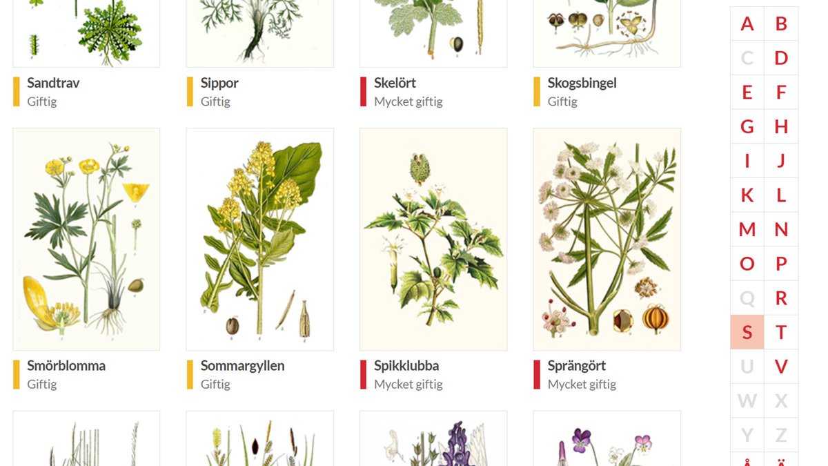 Råd om giftiga växter inför grönbete - SVA