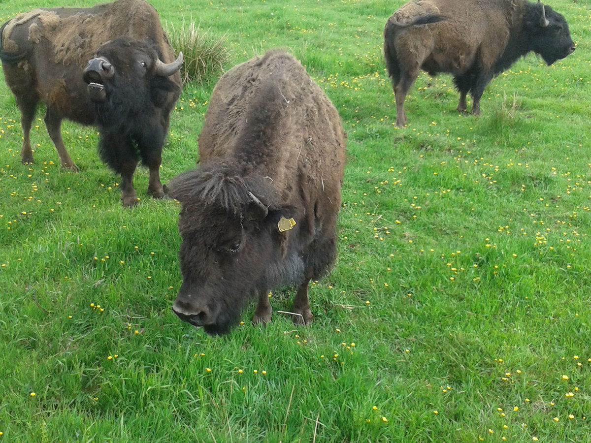 Bison - SVA